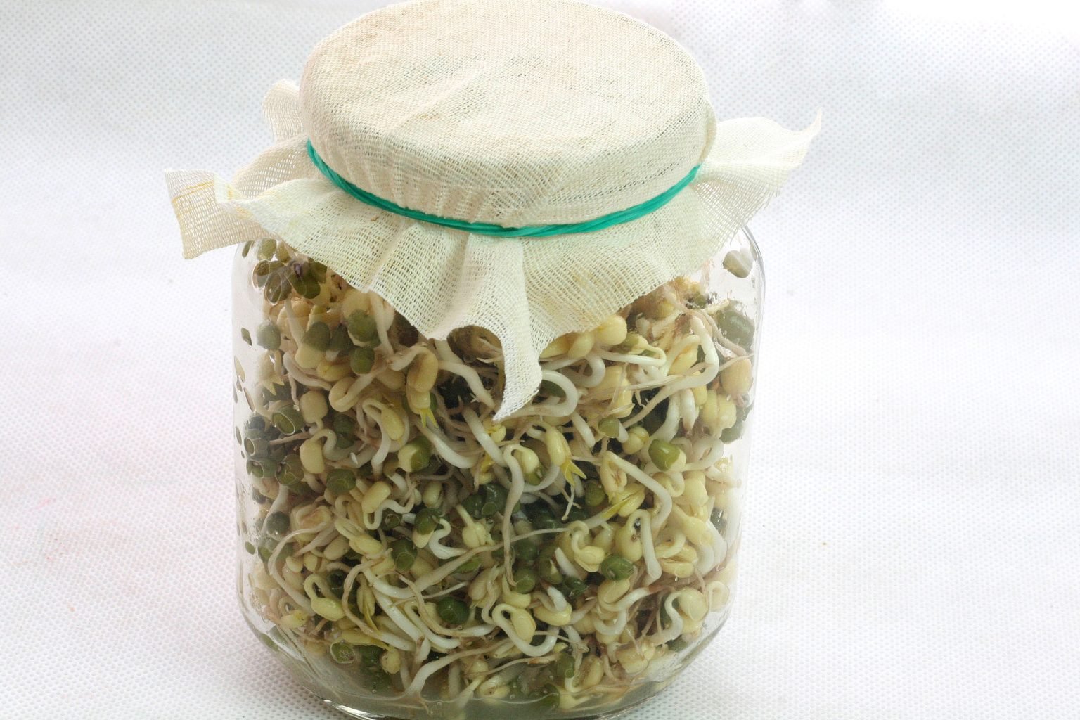 🍀♻️ Cómo hacer un germinador y germinar semillas en casa